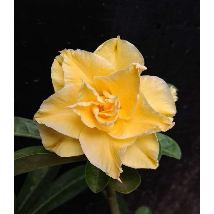 Jual Adenium bunga tumpuk kembang kuning-adenium bonggol besar-kamboja ...