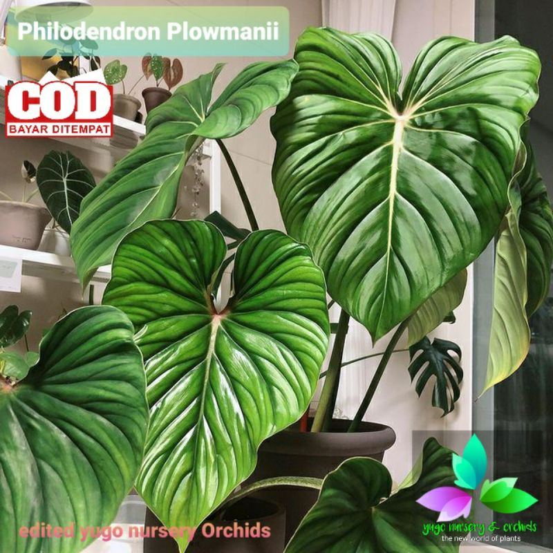 Jual Philodendron Plowmanii size besar pilo plowmanii Black face philo ...