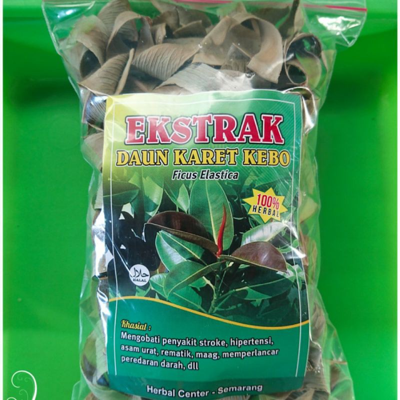 Jual Daun Karet Kebo Kering/ Ekstrak Daun Karet Kebo (Ficus Elastica ...