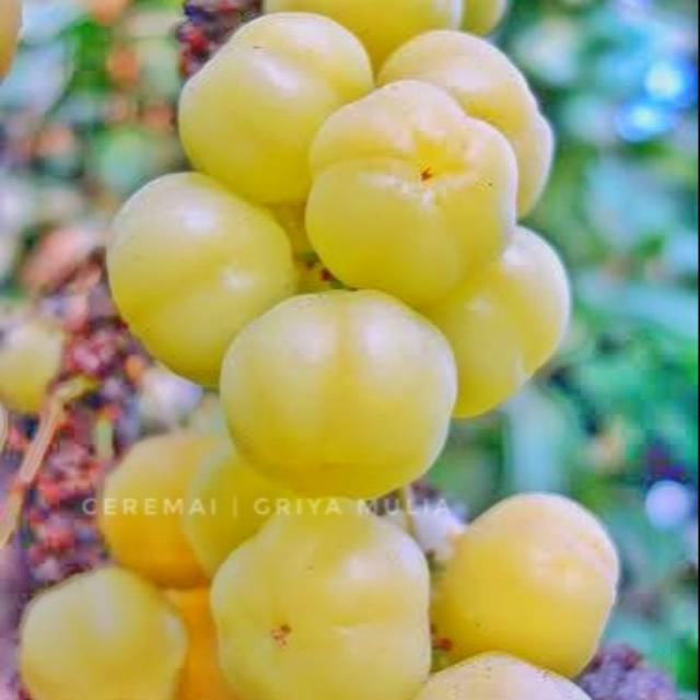 Jual Buah Ceremai 500 gr - cereme 500 gr | Shopee Indonesia