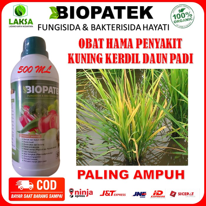 Jual Biopatek Obat Semprot Hama Kuning Kerdil Daun Padi Terampuh ...