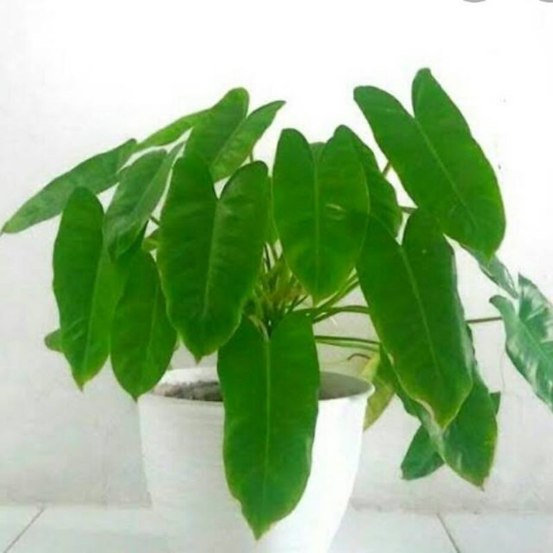 Jual Tanaman Hias Philo Brekele - tanaman khusus vertical garden indoor ...