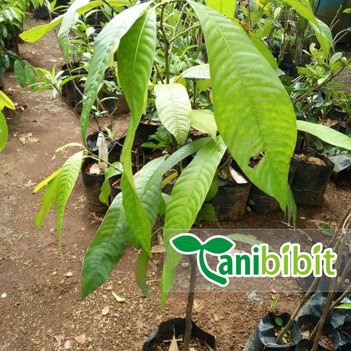 Jual Bibit Pohon Gandaria - Buah Jatake - Buah Gandaria | Shopee Indonesia