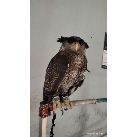 Jual Burung hantu bubo sumatranus | Shopee Indonesia