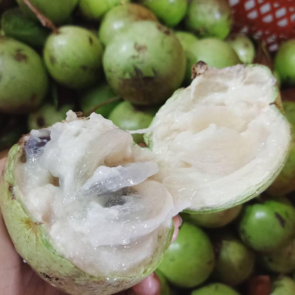 Jual BIBIT TANAMAN BUAH GENITU / KENITU / SAWO DURIAN TREND | Shopee ...