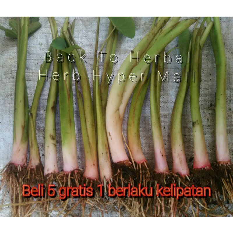 Jual BIBIT UNGGUL TALAS PRATAMA 2 JENIS BERLIAN JUMBO ASLI BOGOR ...