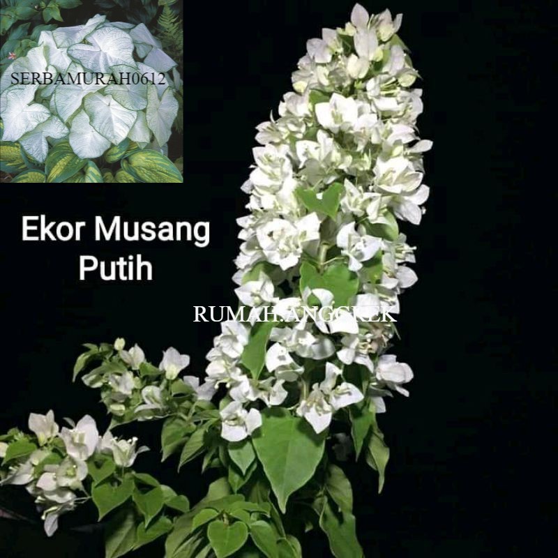 Jual Bibit Bougenville Ekor Musang Putih Bibit Hidup Bugenvil Em