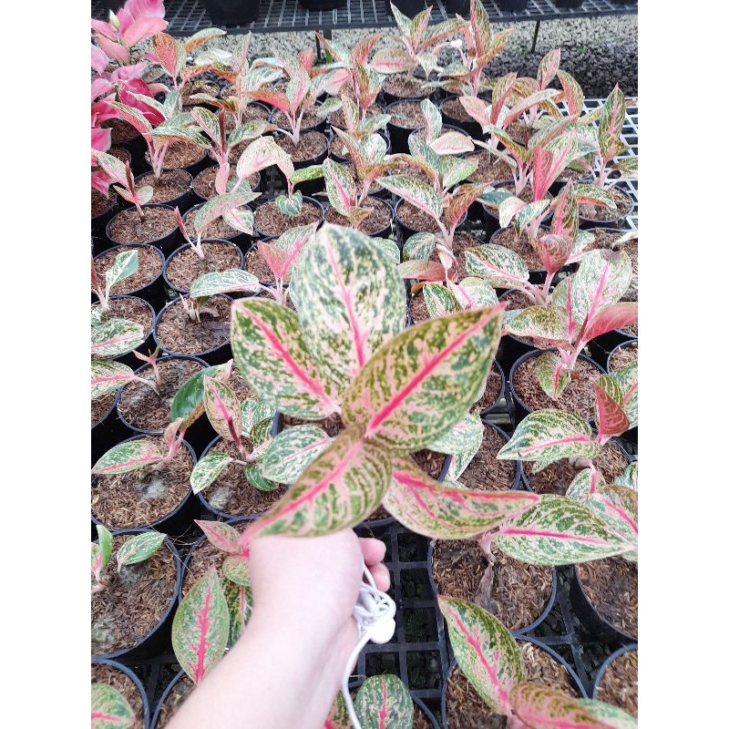 Jual paket widuri (tanaman aglonema) | Shopee Indonesia