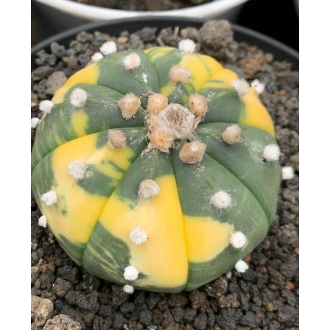 Jual Astro Varigata Seedling on pot 8cm | Shopee Indonesia