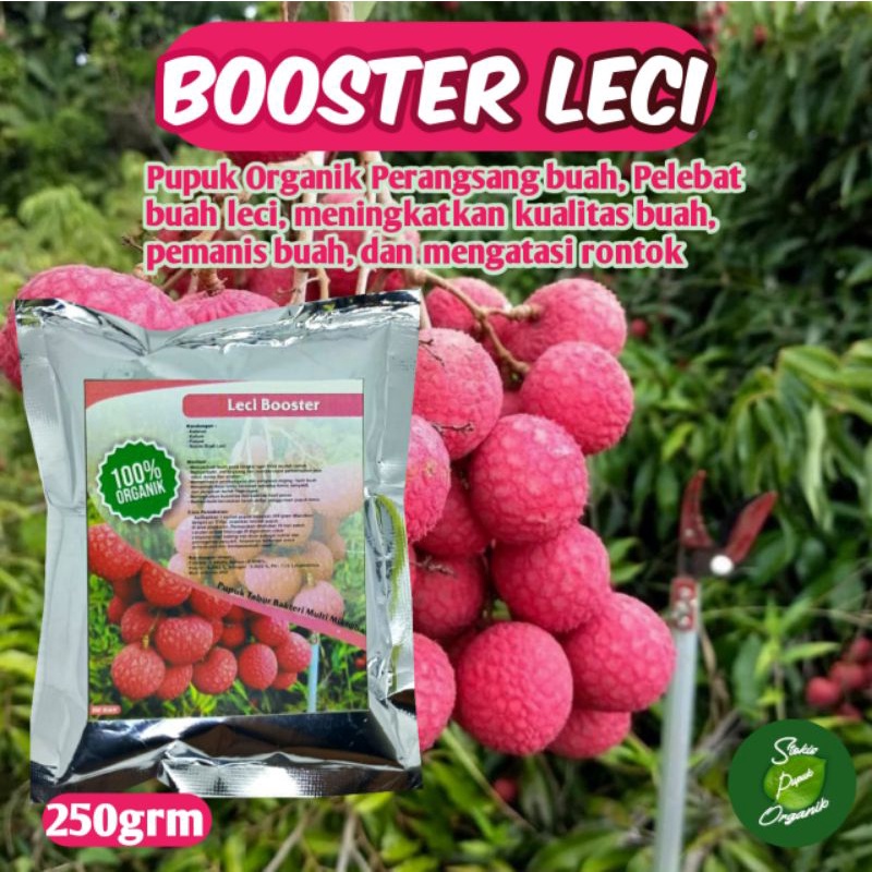 Jual Pupuk Perangsang Pelebat Buah Leci, Booster Organik Tanaman Buah Leci, dan Memperbesar Buah ...