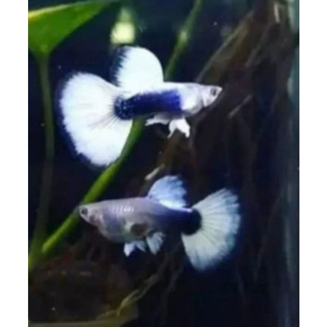 Jual Guppy Hb white sepasang | Shopee Indonesia