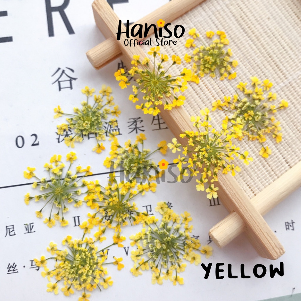 Jual Bunga Kering Anne Lace/ Ammi Majus Pressed flower Asli | Shopee ...