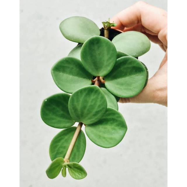 Jual Tanaman hias peperomia hope / peperomia hope / tanaman hias indoor ...