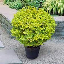 Jual Tanaman hias Legistrum kuning / Bibit tanaman | Shopee Indonesia