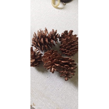 Jual Bunga pohon Pinus per 10 buah | Shopee Indonesia