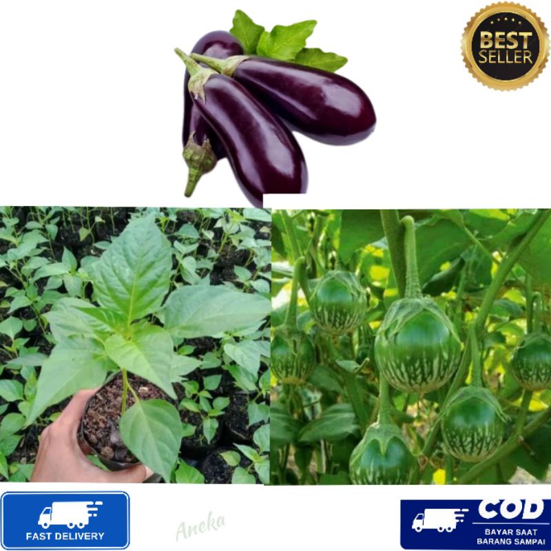 Jual Bibit - tanaman - terong ungu , cabe , Terong lalap siap tanam ...