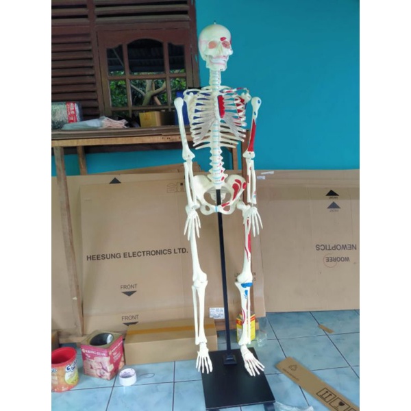 Jual Model kerangka manusia / Phantom manekin tengkorak manusia ukuran ...