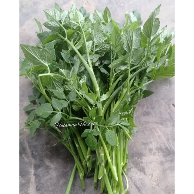 Jual daun tespong/selada segar | Shopee Indonesia