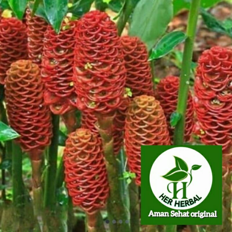 Jual buah atau bunga lempuyang basah segar 1kg | Shopee Indonesia