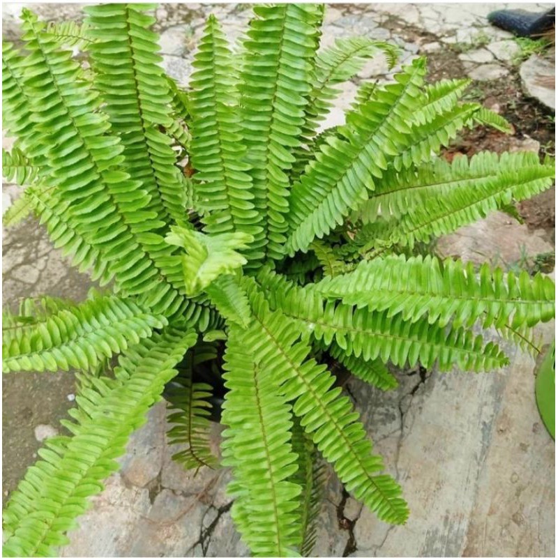 Jual tanaman hias pakis Nephrolepis - pakis kelabang - tanaman outdoor ...