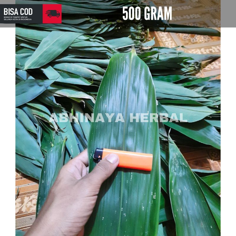 Jual Daun Bambu segar - Daun bambu Besar Khusus Bakcang 500gr | Shopee ...
