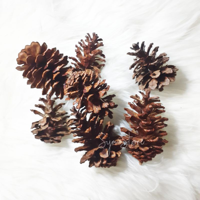 Jual Bunga Kering Bunga Pinus Dekorasi Rustic Pinus Diy Mahar Craft