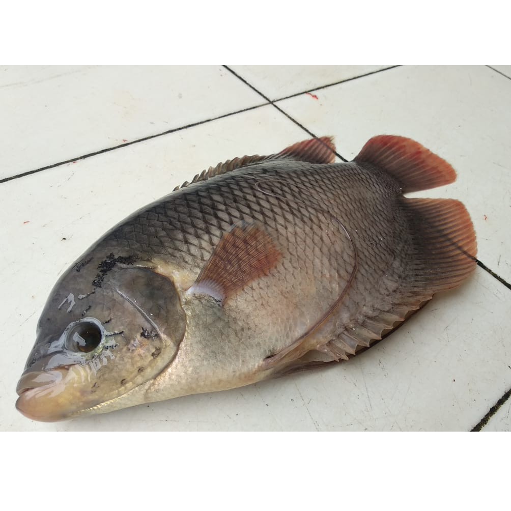 Jual IKAN GURAME/GURAMI SEGAR 500-1000 Gram. Ada Es Batu, Boleh ...