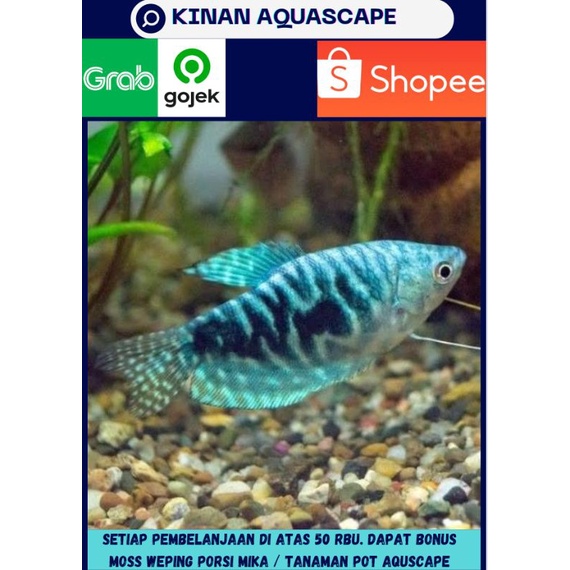 Jual SEPAT BIRU IKAN SEPAT HIAS BIRU UK ML | Shopee Indonesia