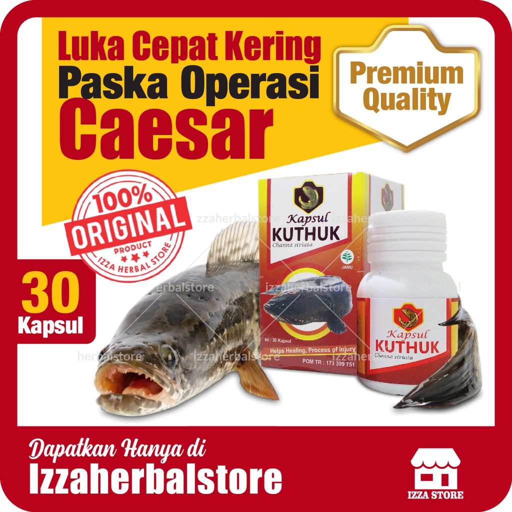 Jual KUTHUK 30 Kapsul Ikan KUTUK PREMIUM Albumin Ikan Gabus Original Izin BPOM Obat Herbal ...