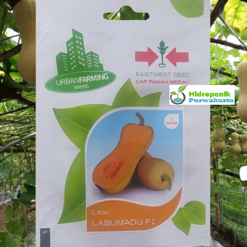 Jual Cap Panah Merah Benih Butternut LABU MADU F1 Isi 5 Biji | Shopee ...