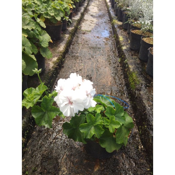 Jual geranium bunga putih tanaman hias | Shopee Indonesia