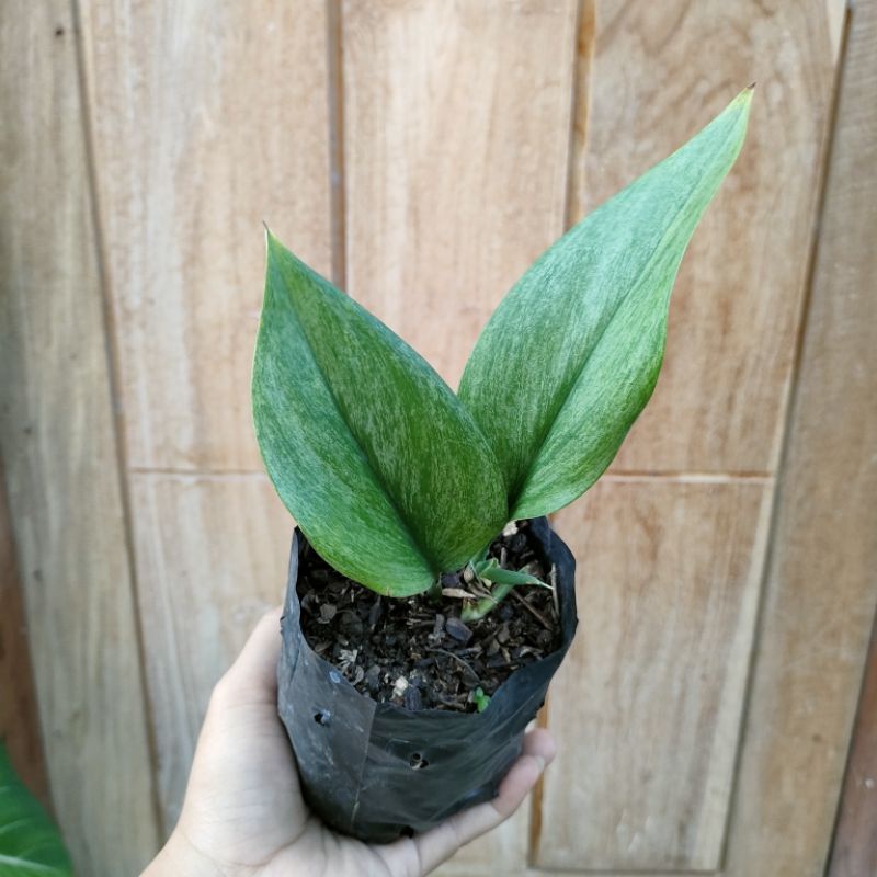 Jual Tanaman Hias Scindapsus Mint Variegata | Shopee Indonesia