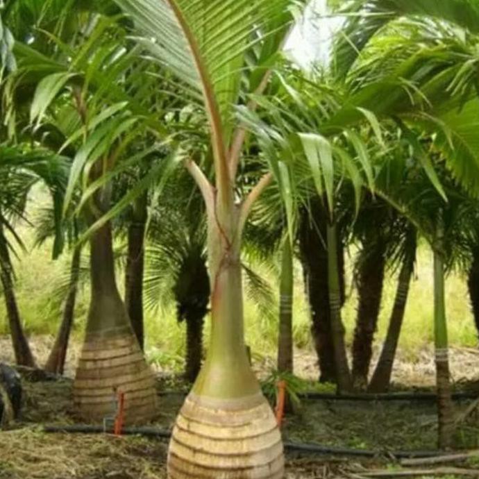 Jual Kemasan 1 Kg Benih Biji Palem Botol Unik V0C | Shopee Indonesia