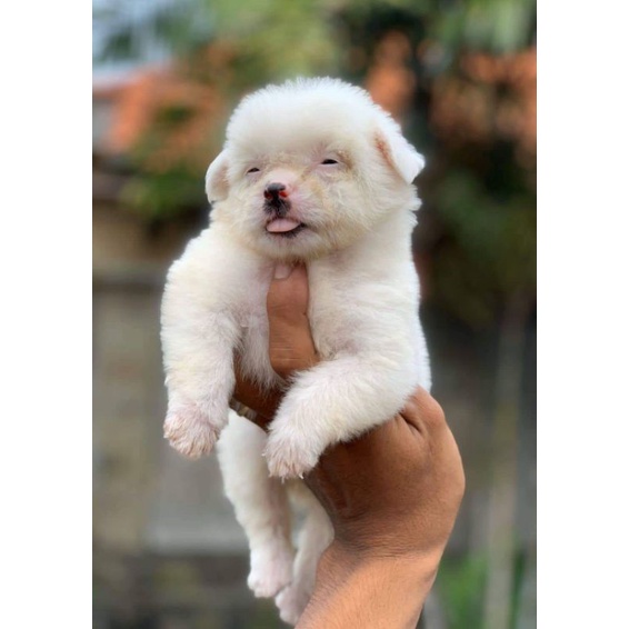 Jual minipom putih | Shopee Indonesia