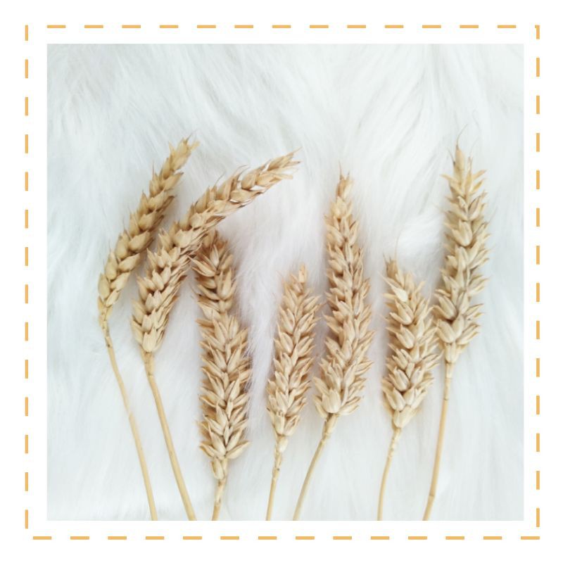 Jual Wheat Spray / Malai Tangkai Gandum / Snack Hamster | Shopee Indonesia