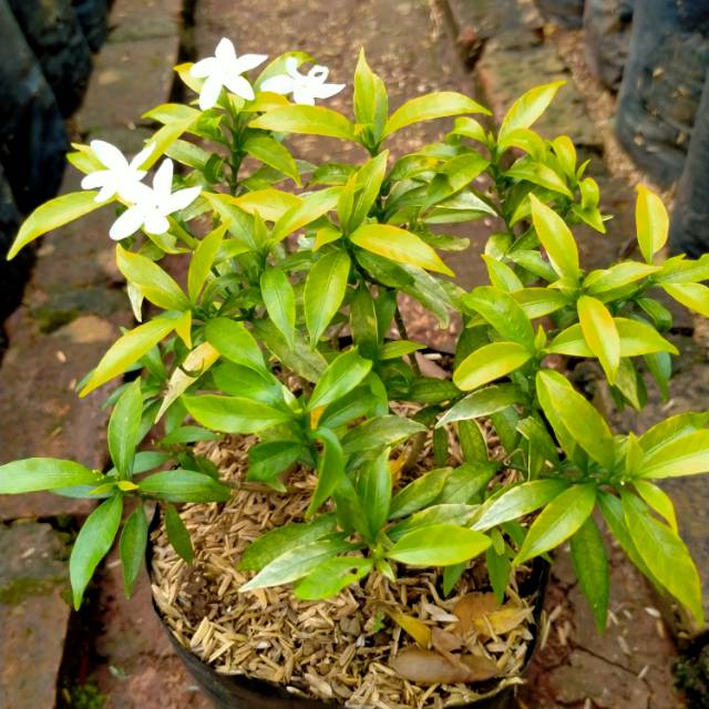 Jual Tanaman hias sabena mini golden, saberna mini golden, saberna mini ...