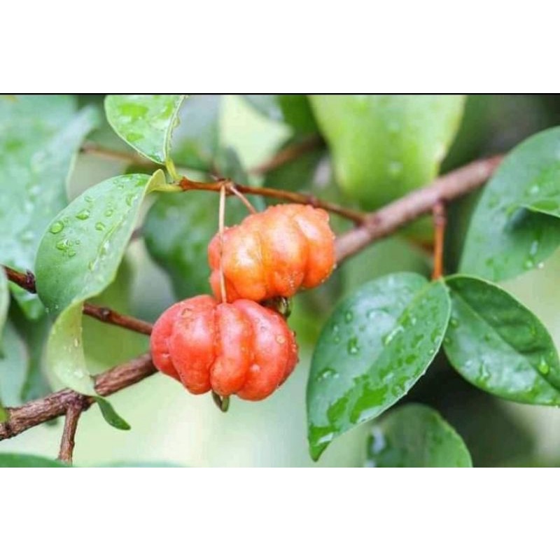 Jual Bibit Buah Dewandaru (Cermai Belanda) | Shopee Indonesia