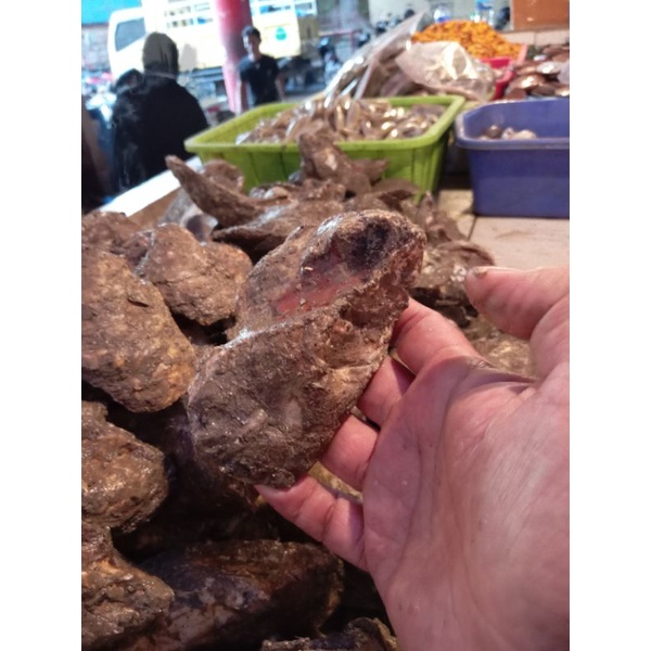 Jual kerang tiram laut 1 kg | Shopee Indonesia