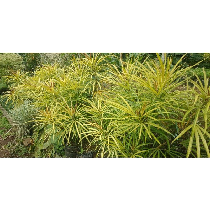 Jual Tanaman Hias Osmoxylon Lineare - Miagos Bush - Aralia - Kaki Laba ...