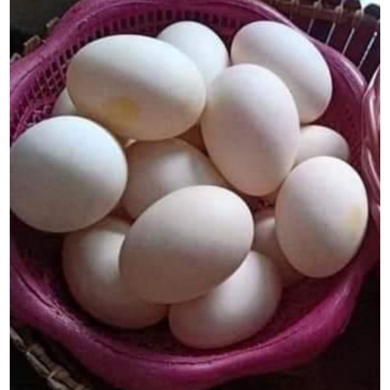 Jual 10 butir Telur bebek atau belibis terbang. Telur fertil untuk di ...