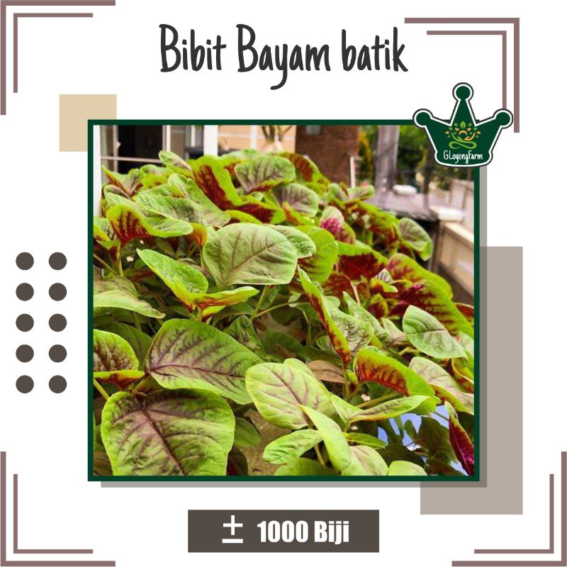 Jual Benih Bayam Batik Belang - Benih Sayuran | Shopee Indonesia