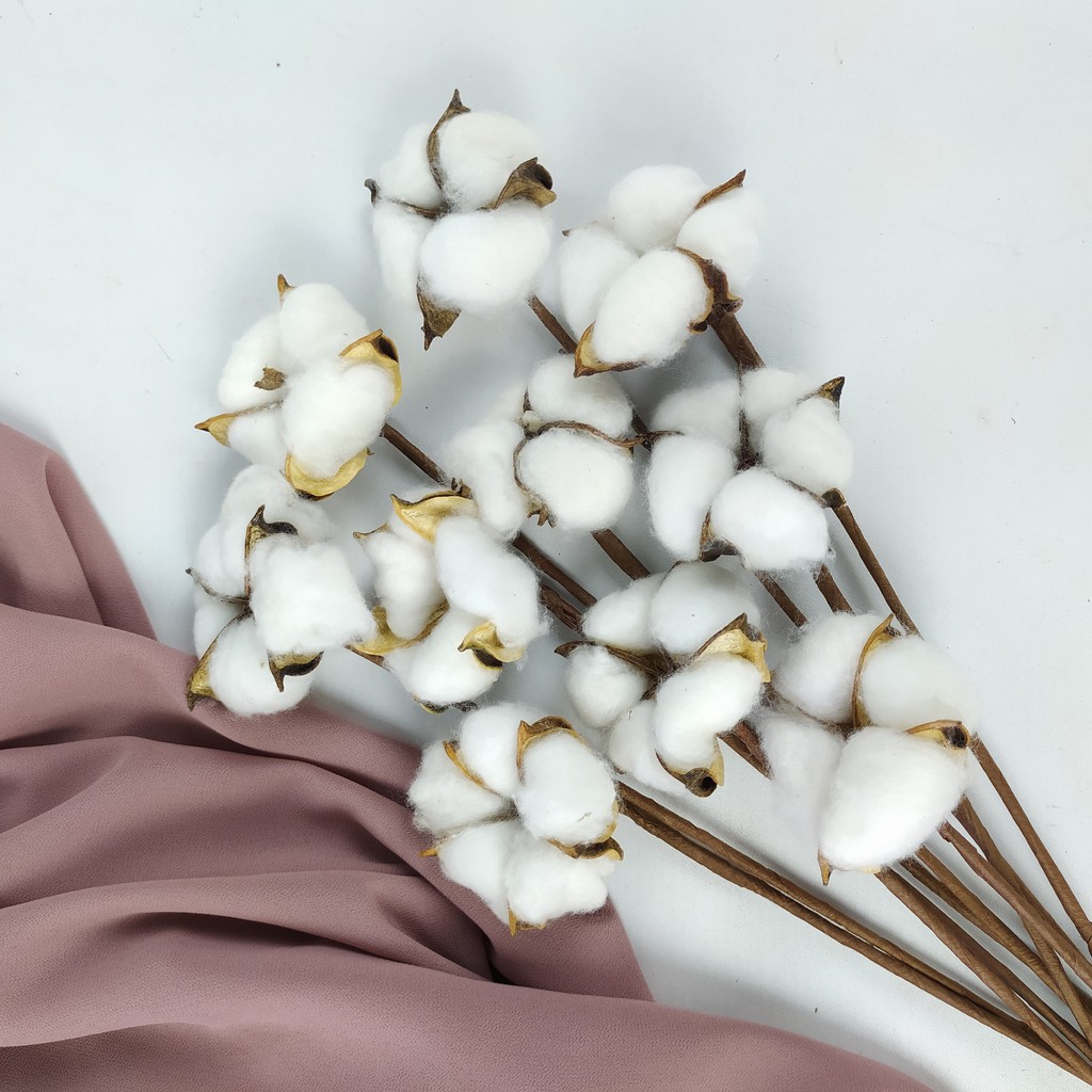 Jual bunga kapas atau cotton flower satuan tangkai | Shopee Indonesia