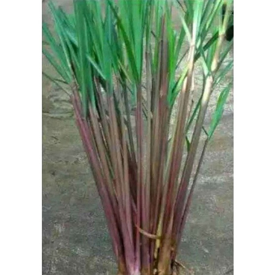 Jual tanaman herball sereh merah dan sereh putih | Shopee Indonesia