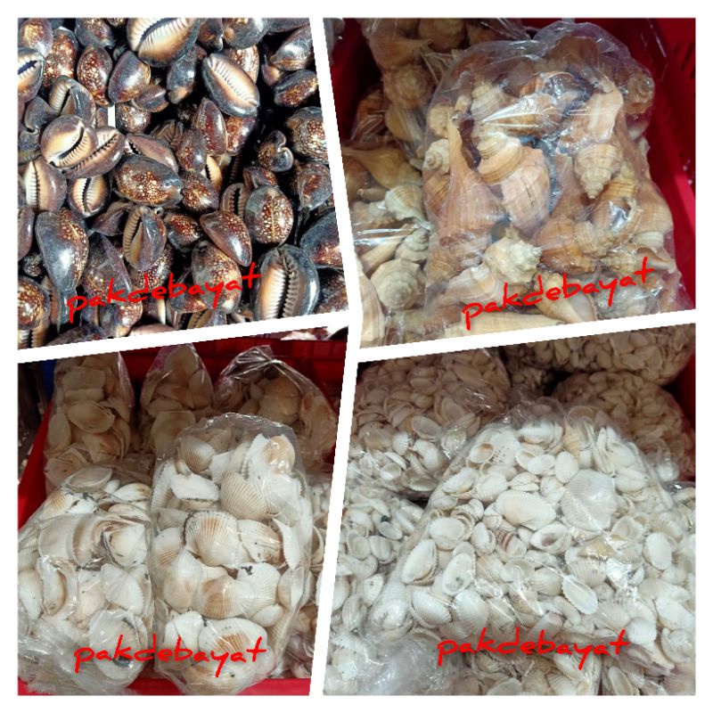 Jual Mainan Kerang Kiloan | Shopee Indonesia