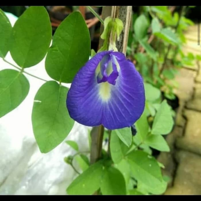 Jual tanaman hias kembang telon bunga telang | Shopee Indonesia