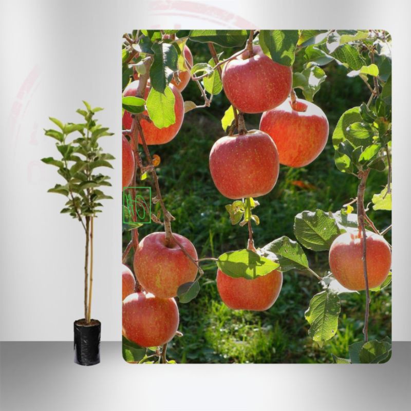 Jual Tanaman Buah Apel Anna 1 Meter | Shopee Indonesia