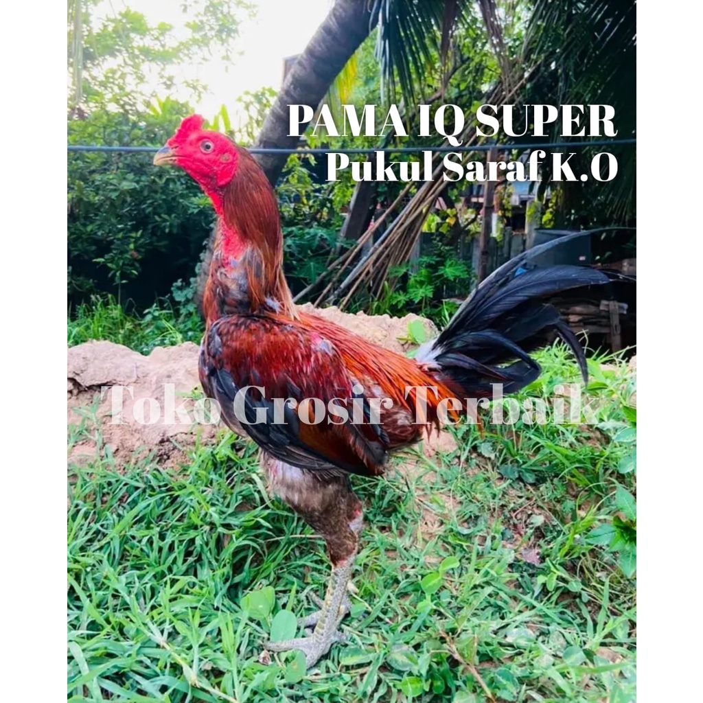 Jual Ayam Bangkok Asli Thailand PAMA IQ super pukul saraf telur tetas ... Jual Ayam Bangkok Asli Thailand PAMA IQ super pukul saraf telur tetas ...