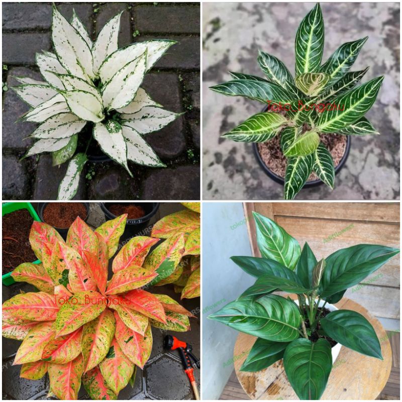 Jual paket aglonema 4 jenis murah daun rimbun | Shopee Indonesia