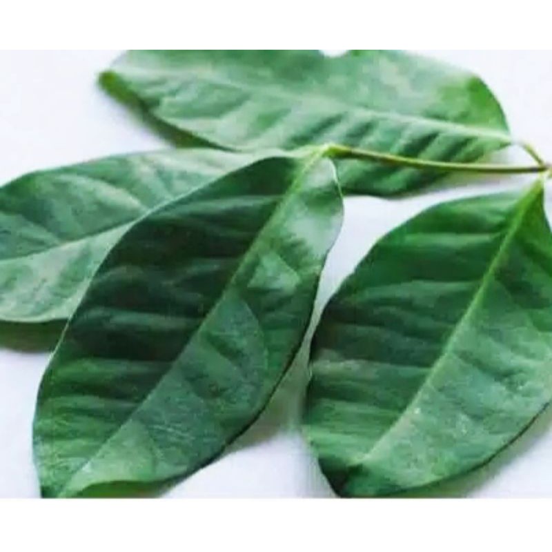 Jual Sayur Segar - Daun Salam Per Pack | Shopee Indonesia