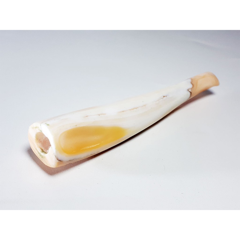 Jual VeE Pipa once cangklong Kerang Mutiara Laut Putih Gading | Shopee ...